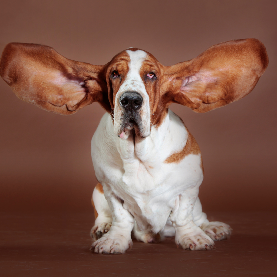 The Importance of Earwax: Myths, Facts, and Proper Ear Care